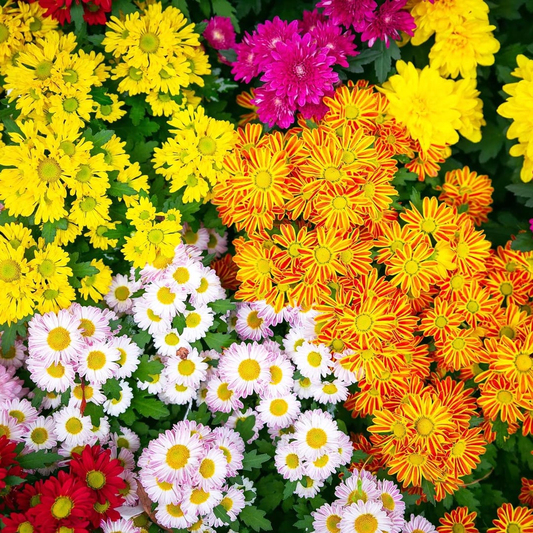 50 Seeds| Multi-color Ground-cover Chrysanthemum Seeds, Perennial ...