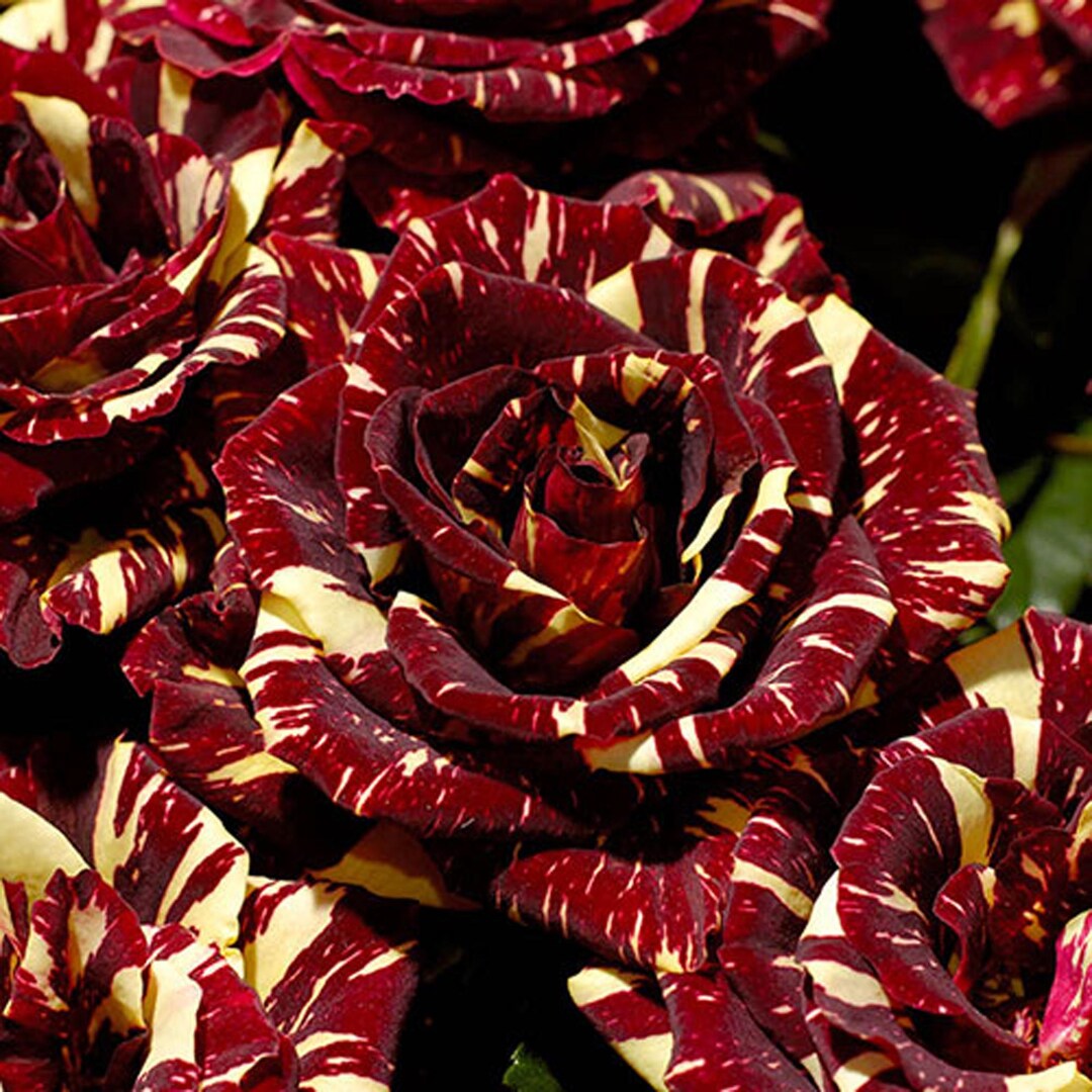 20 Seeds | Firebird Rose Seeds, Rare Rose Flower Seeds With Fiery Red ...