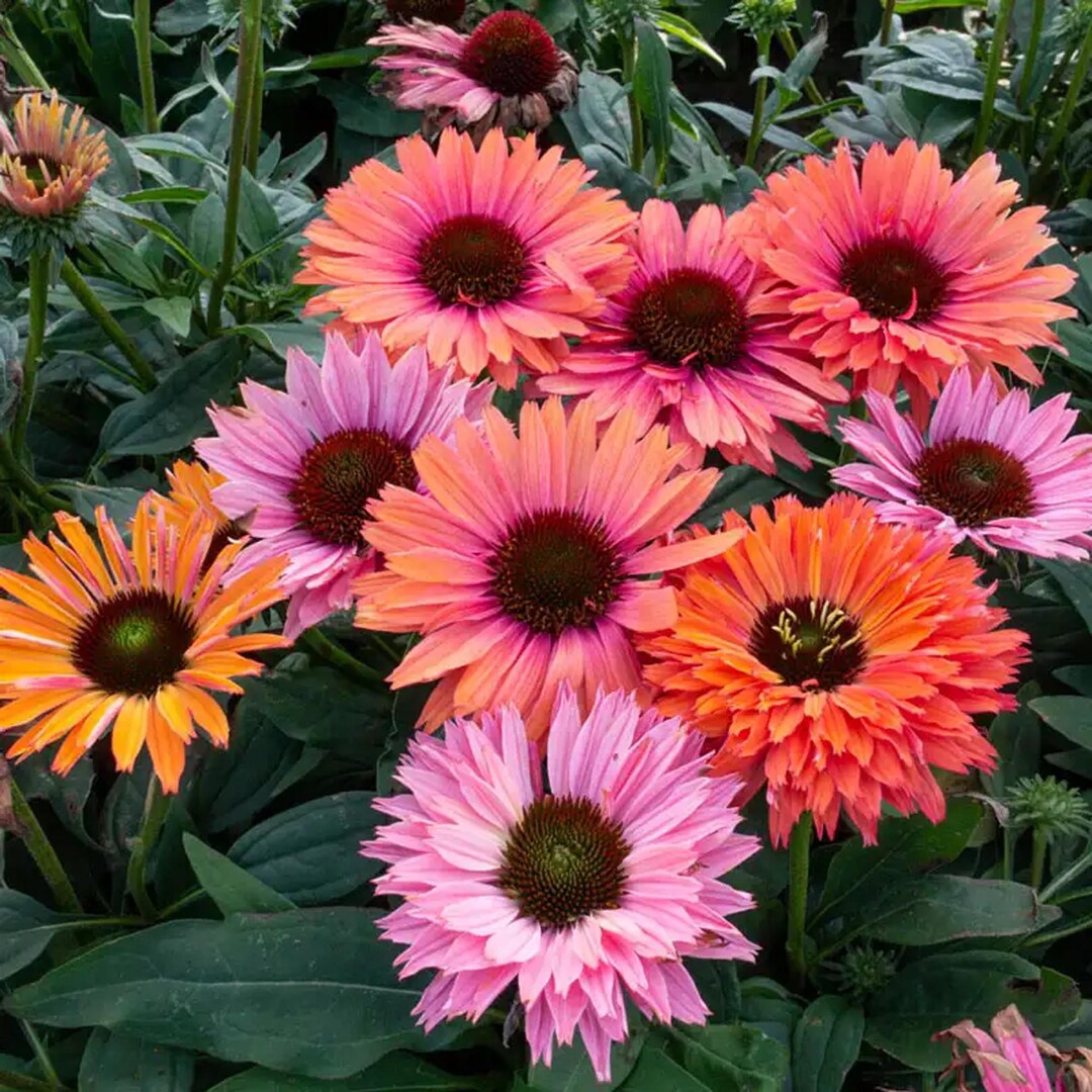 50 Seeds | Sunseeker Rainbow Coneflower Seeds, Multicolor Echinacea ...
