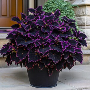 25+ Black Purple Coleus Seeds | Dark Foliage Shade Plant | Vibrant ...