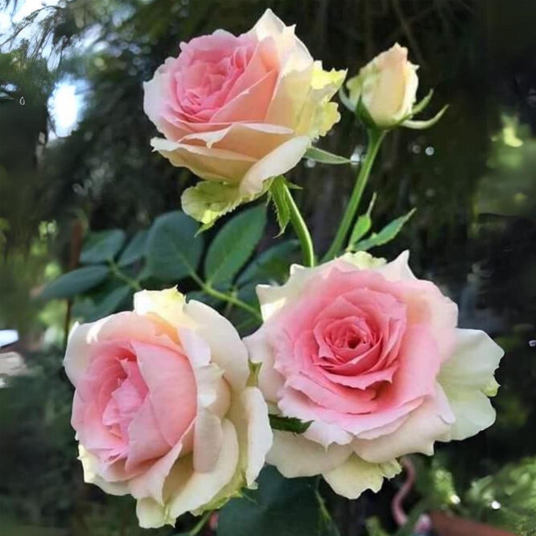30 Seeds| Dancing Queen Rose Seeds, Elegant Pink Ruffled Blooms ...