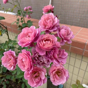 30+ Aoi Perennial Rose Seeds, Mauve-purple Perennial Bloom, Fragrant ...