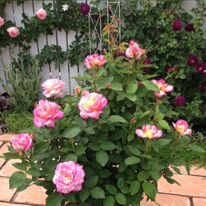 30 Seeds| Marc Chagall Floribunda Rose Seeds, Vibrant Blue-purple ...