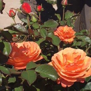 30 Seeds| Anna's Promise Grandiflora Rose Seeds, Copper-pink Fragrant ...