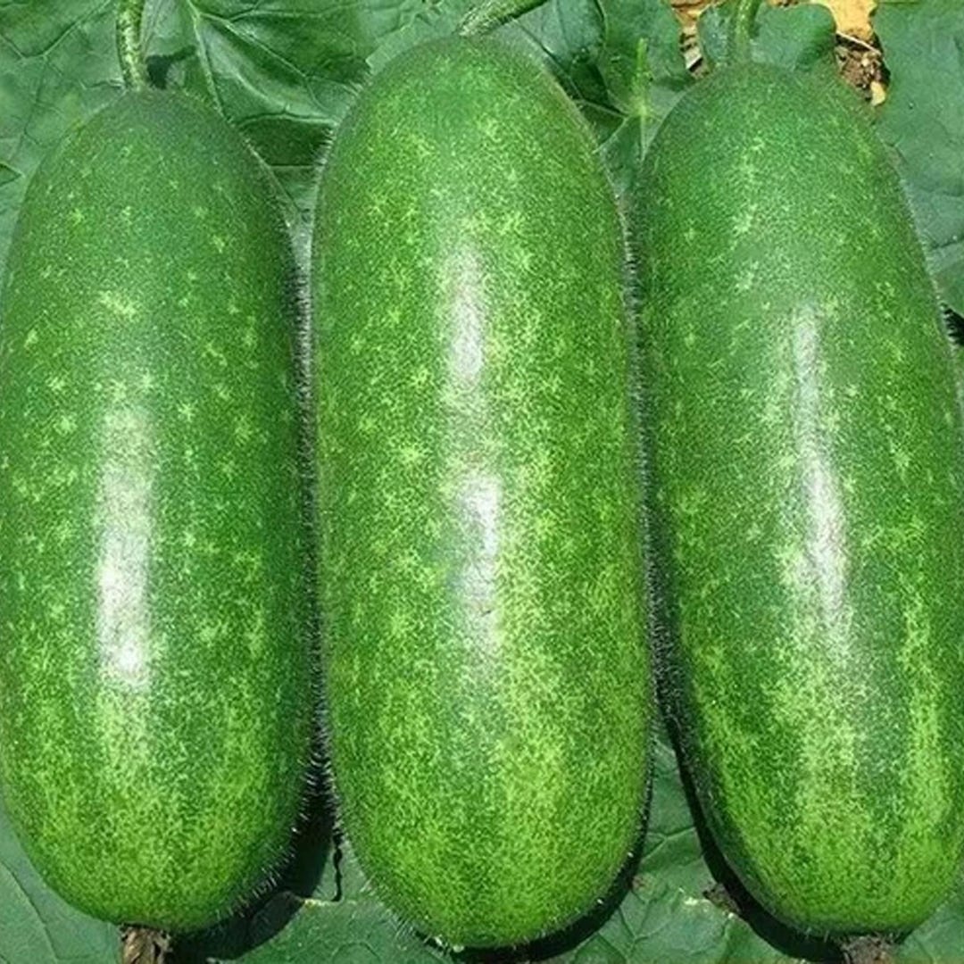 20+ Hairy Gourd Seeds | Fuzzy Melon | Moqua Mao Gua | Benincasa Hispida ...
