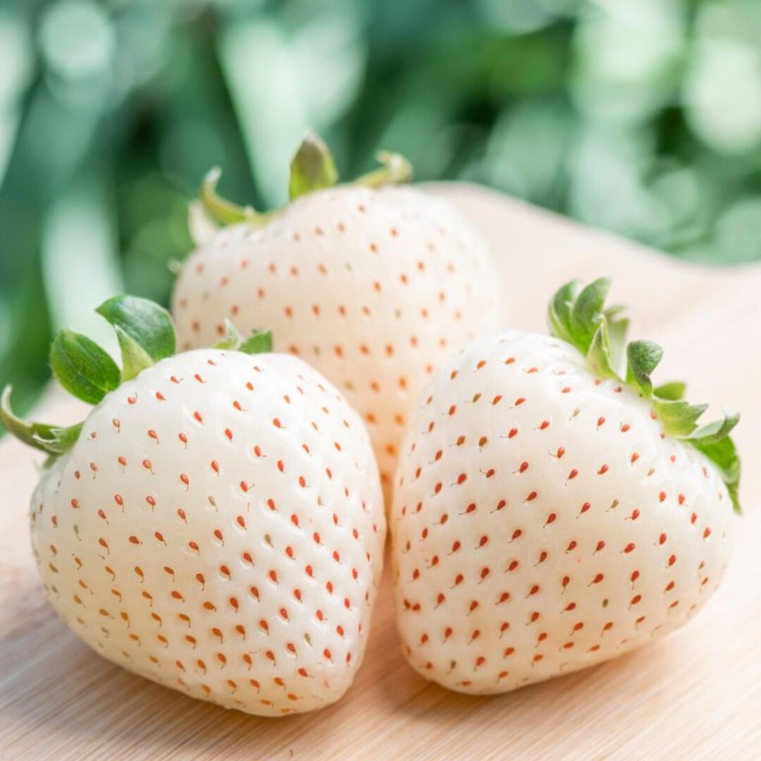 110+ Seeds | Rare White Strawberry Seeds, Sweet Alpine Fruit, Non-gmo ...