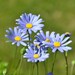 100+ Blue Felicia Daisy Flower Seeds, Rare Sky Blue Garden Flower ...