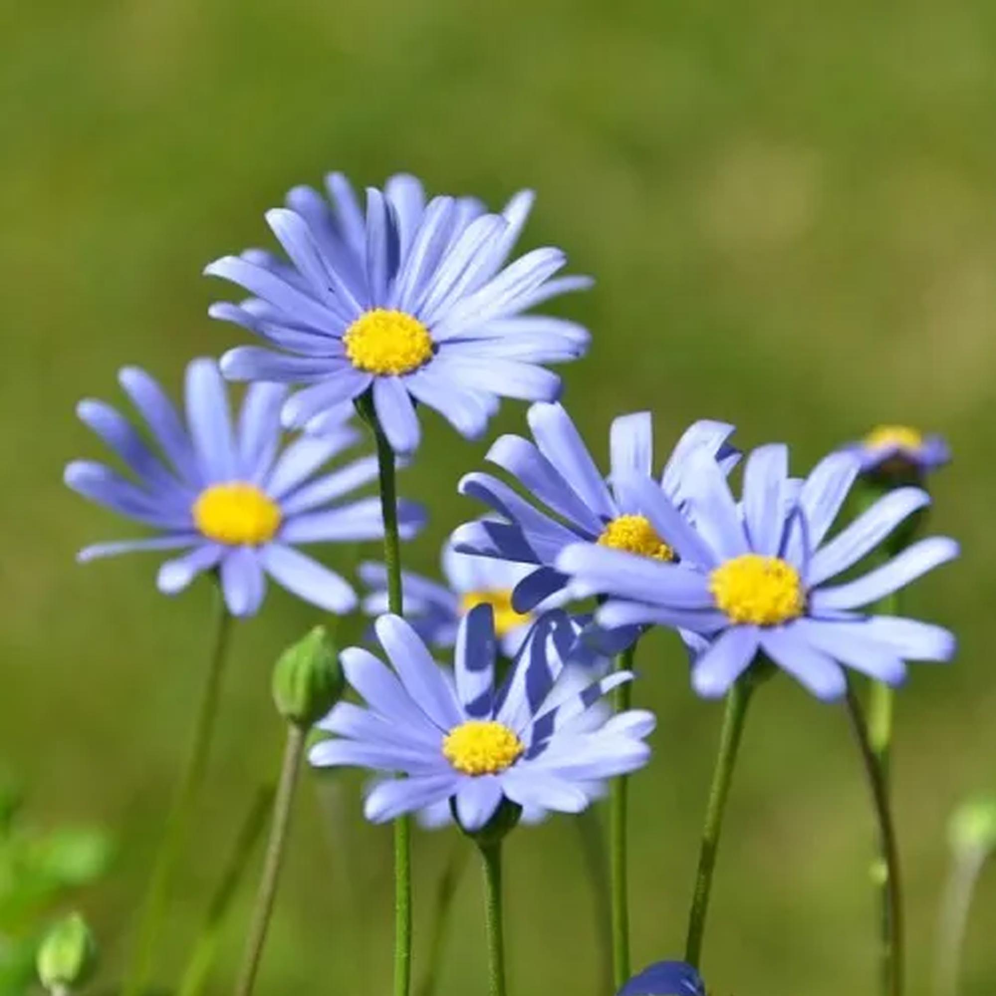 100+ Blue Felicia Daisy Flower Seeds, Rare Sky Blue Garden Flower ...