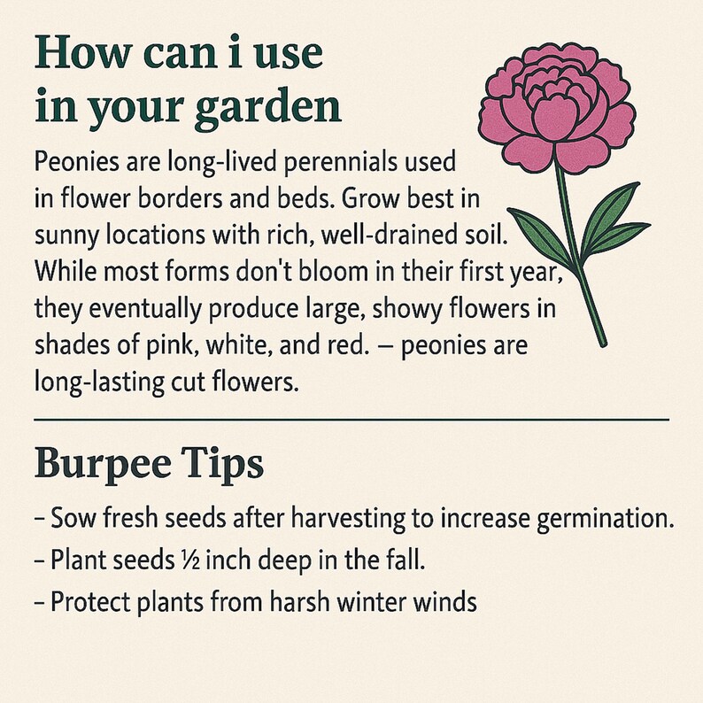 10+ Rare Joker Peony Seeds | Pink to White Double Blooms | Unique ...
