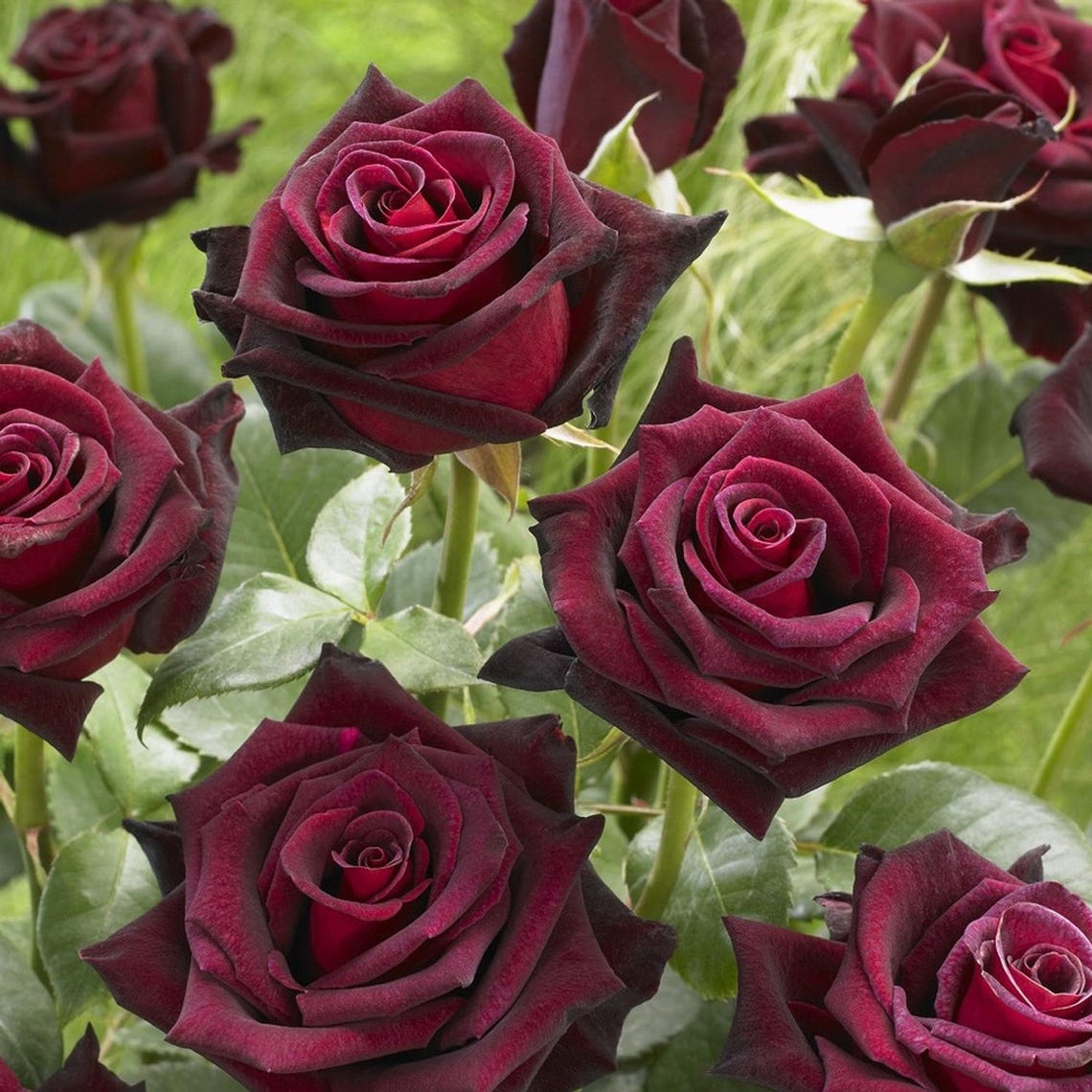 30 Black Magic Hybrid Tea Rose Seeds, Deep Red Rose Bush Flower ...