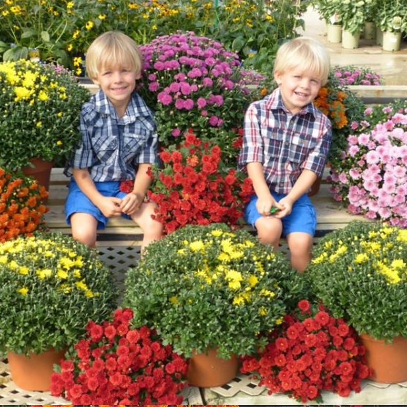 50 Seeds | Multi-color Ground-cover Chrysanthemum Seeds, Perennial ...