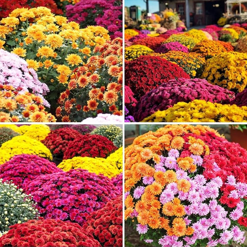 50 Seeds | Multi-color Ground-cover Chrysanthemum Seeds, Perennial ...