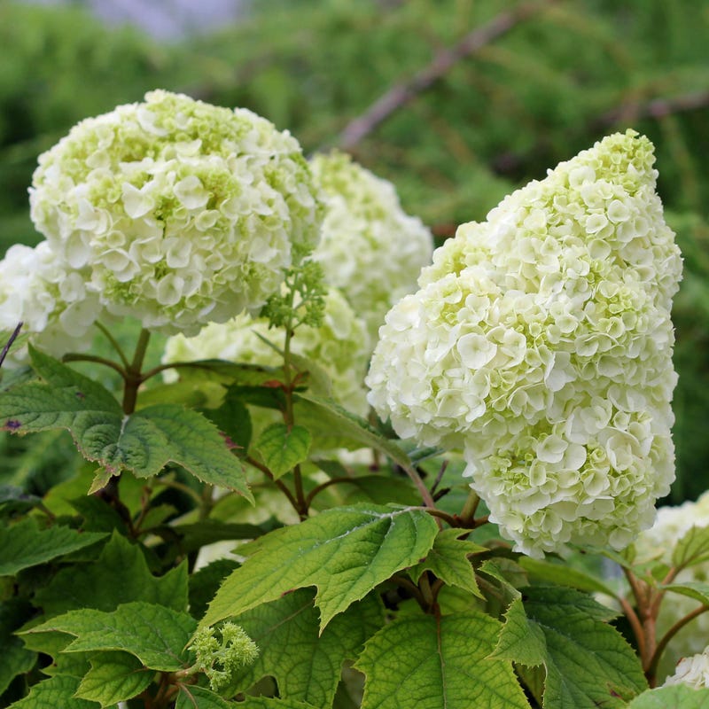 Hydrangea Seeds - Etsy