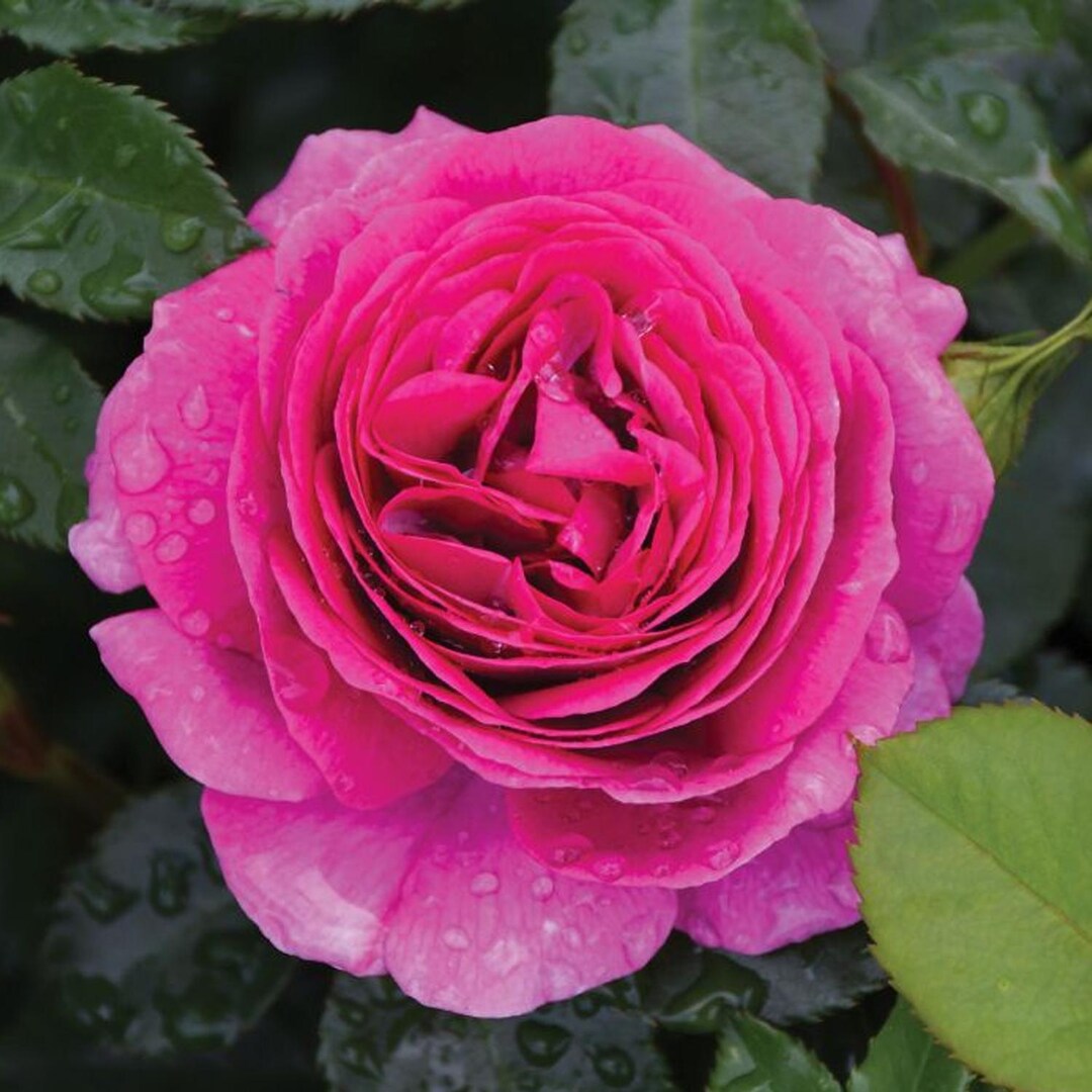 30 Sweet Madame Blue Rose Seeds, Fragrant Lavender Blue Rose Bush ...