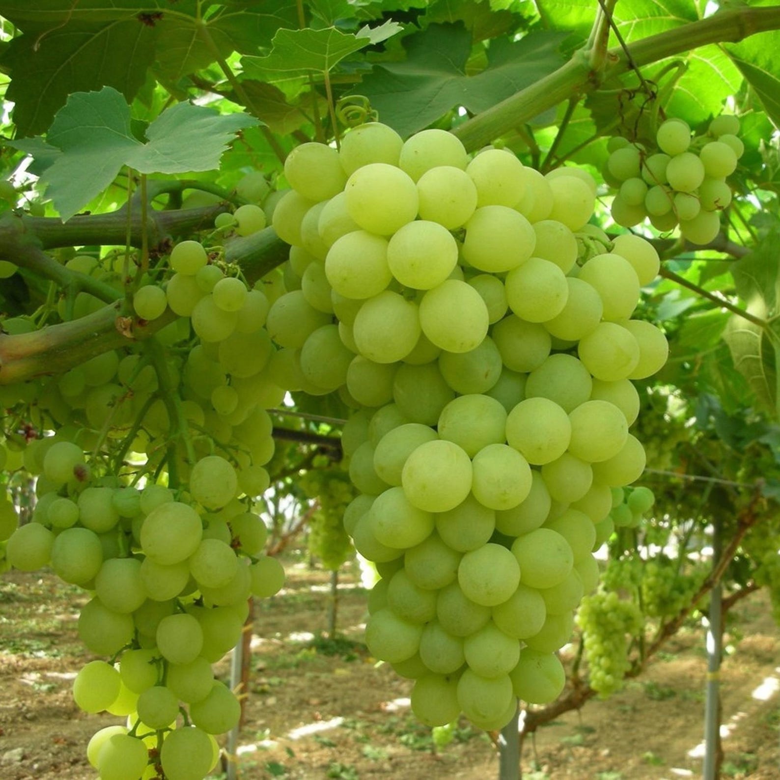 50+ Seeds | Green Grape Seeds, Sweet Juicy Grape Vine Seeds for ...