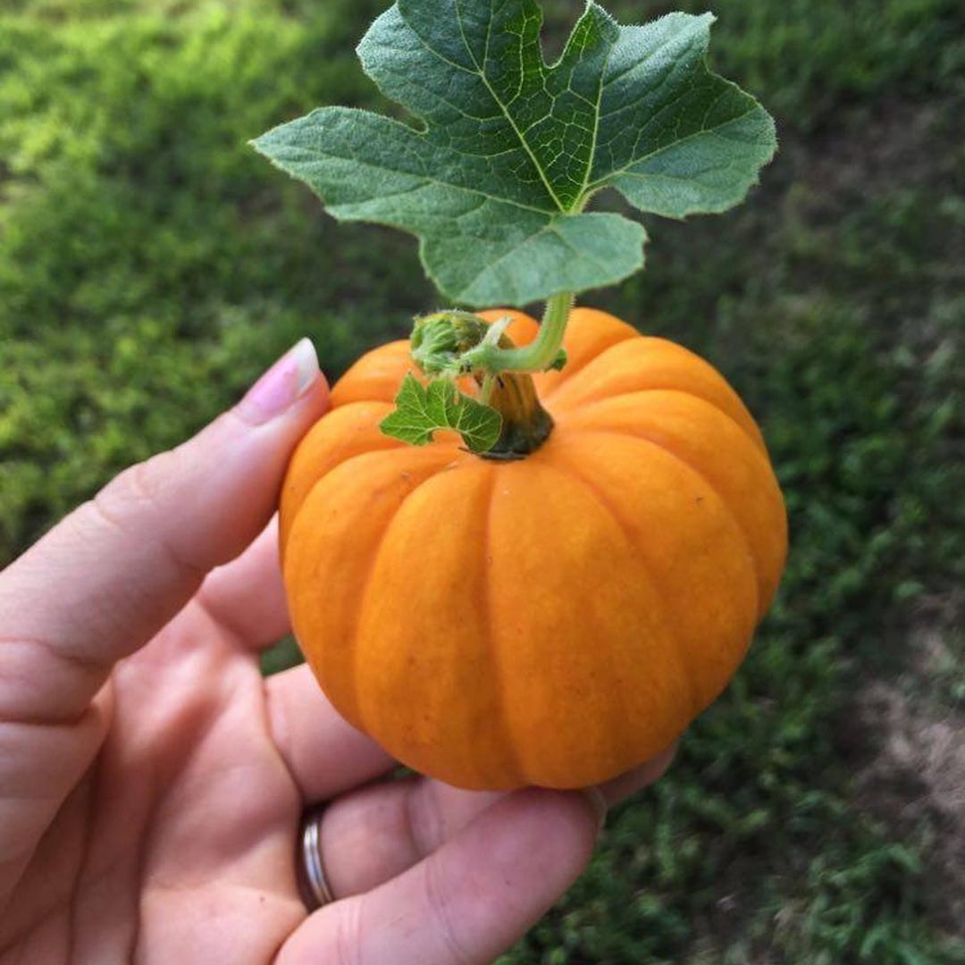 20 Jack Be Little Pumpkin Seeds | Mini Orange Pumpkins for Fall Decor ...