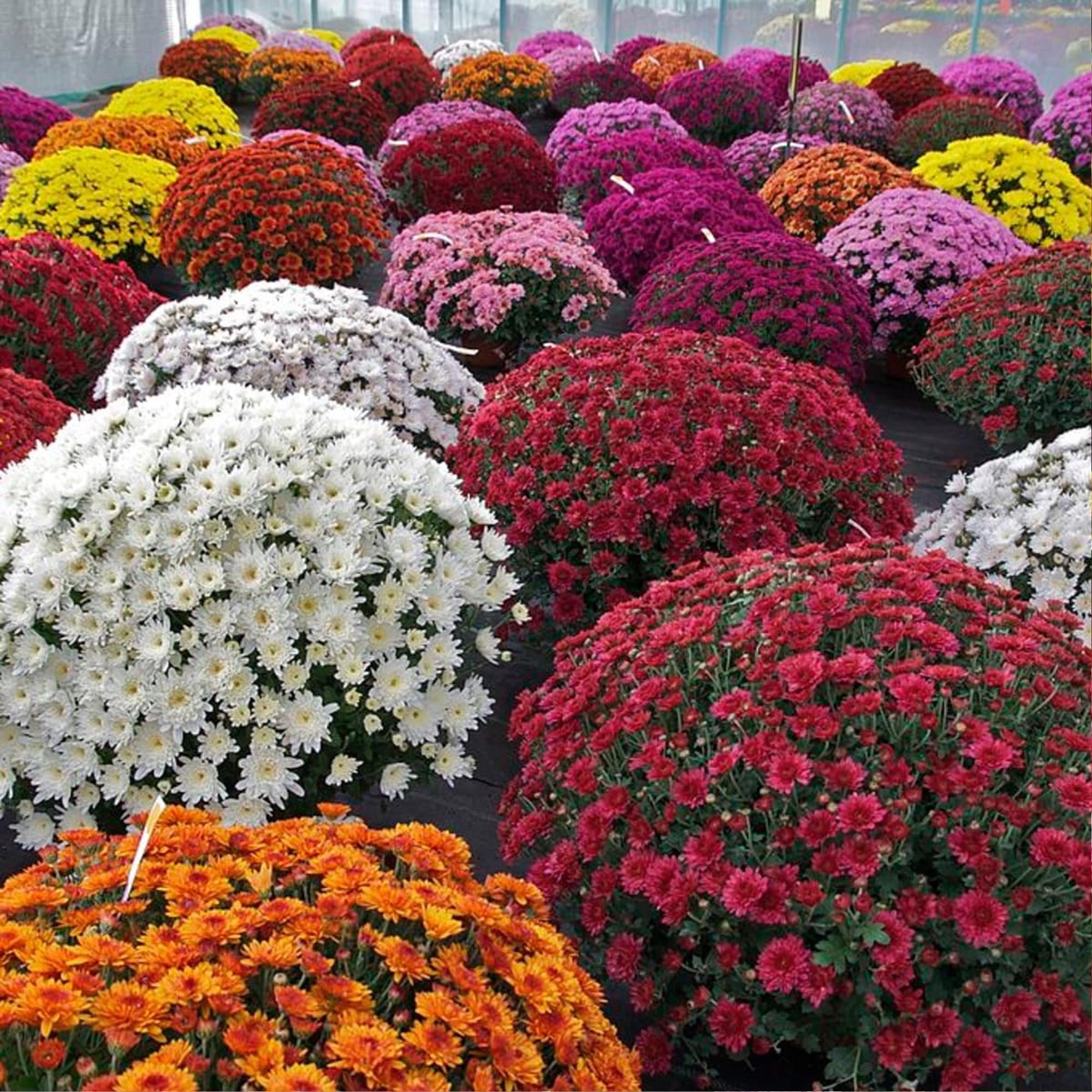 50 Seeds | Multi-color Ground-cover Chrysanthemum Seeds, Perennial ...