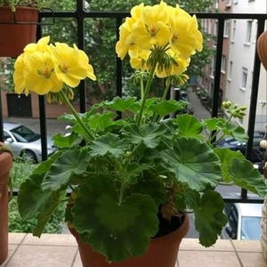 10 Yellow Geranium Seeds | Rare Pelargonium Flower | Soft Yellow Blooms ...