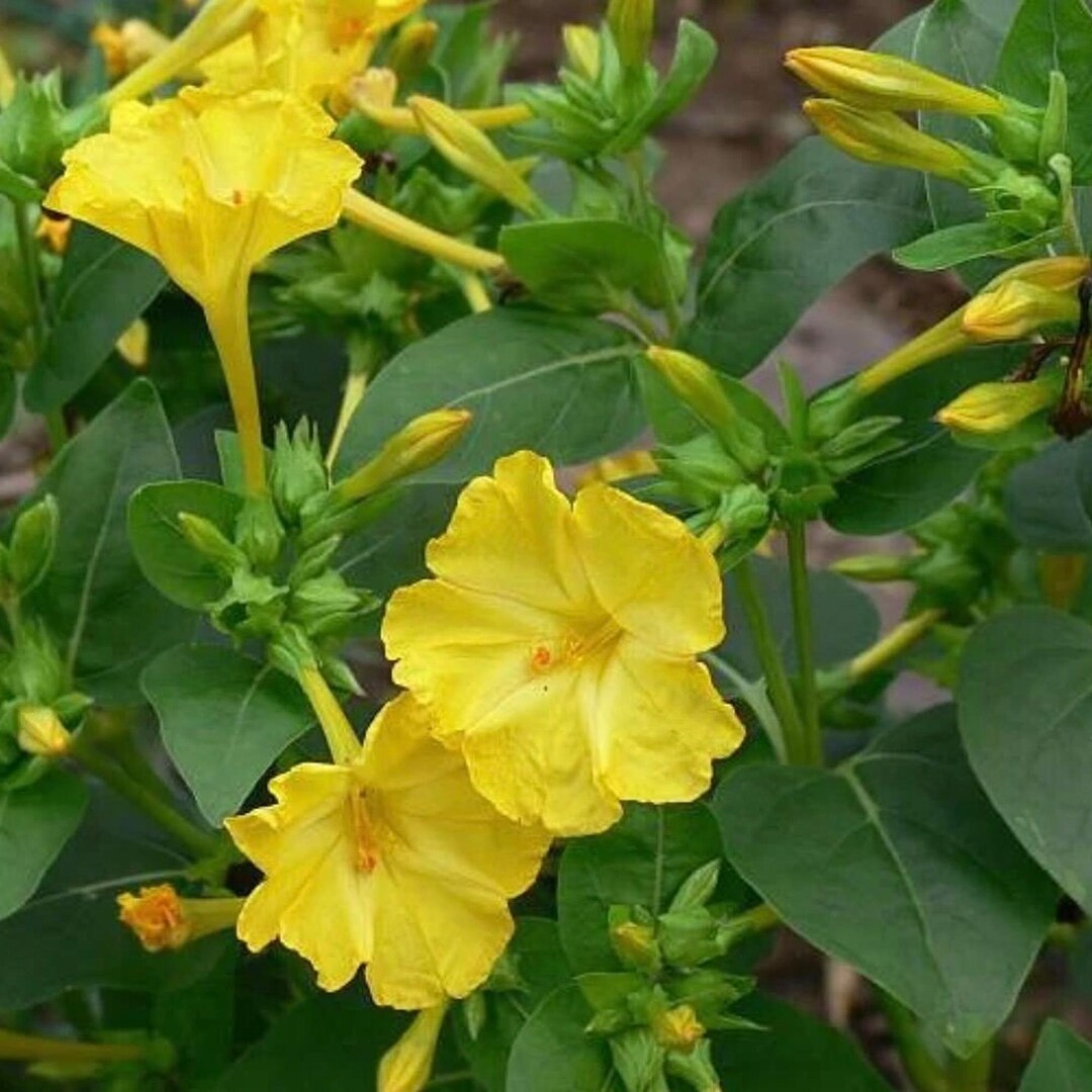 25 Yellow Four O'clock Flower Seeds | Mirabilis Jalapa | Easy to Grow ...
