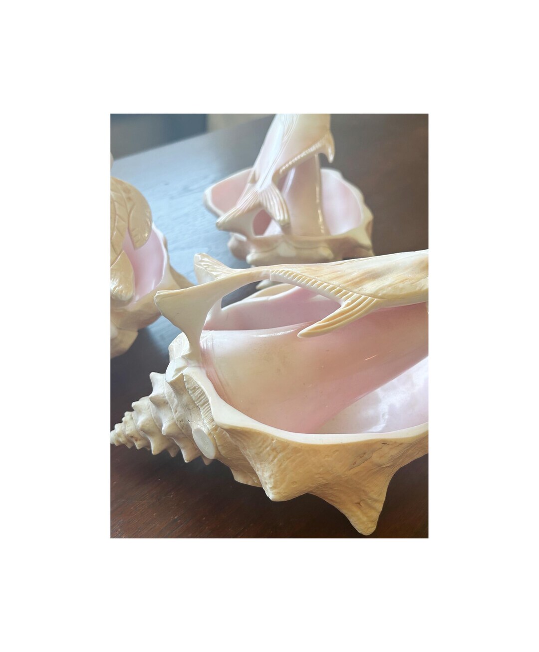 Conch Shells, Decorative Shells, Carved Conch Shells, Hand Carved Conch ...