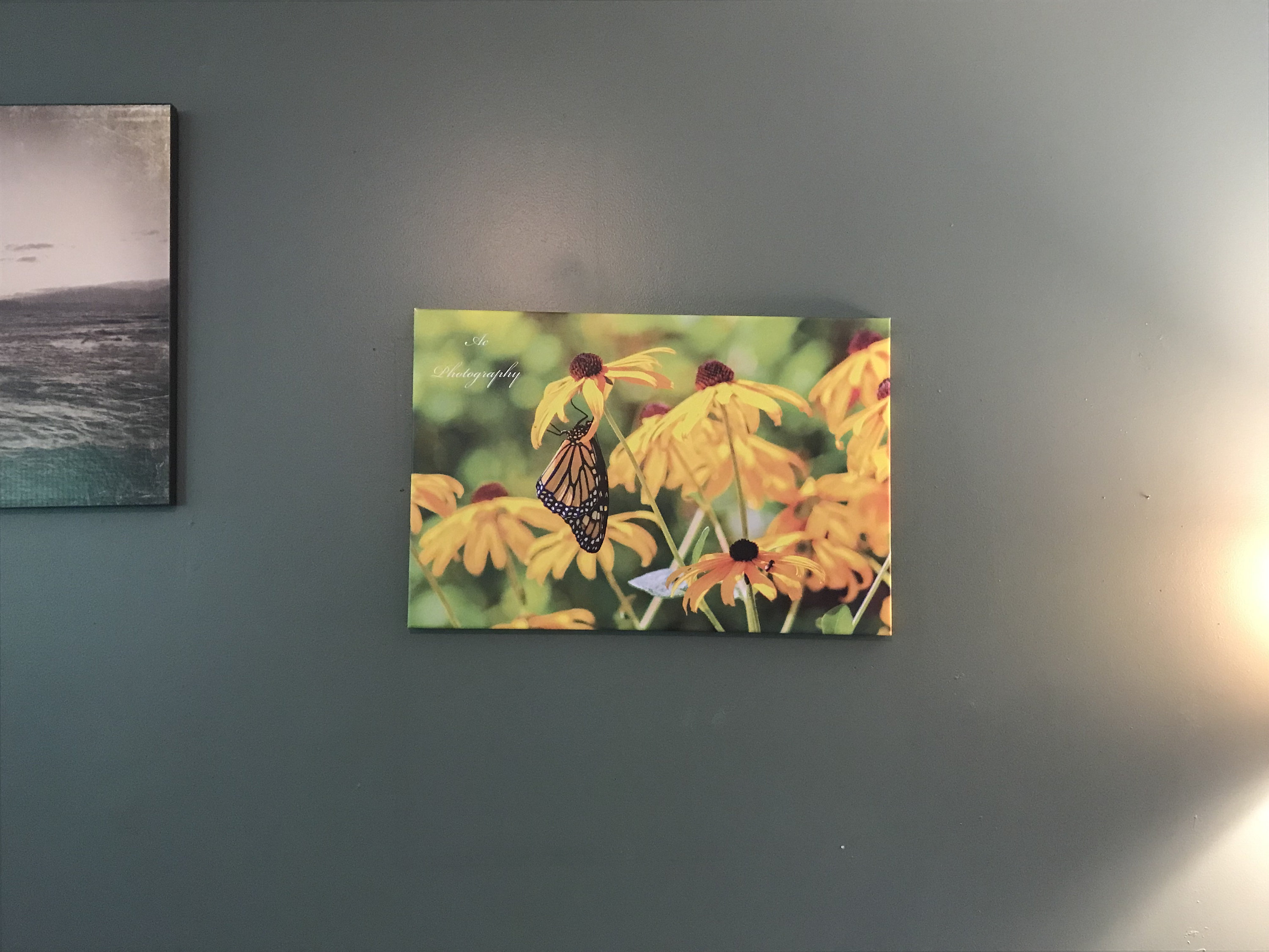 Monarch Butterfly - Etsy