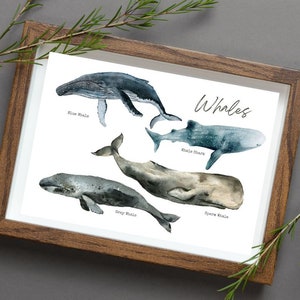 Whale Poster - DIGITAL DOWNLOAD - Custom Sizing - Etsy