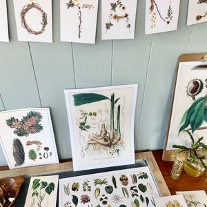 Vintage Botanic Classroom Decor - Charlotte Mason - Reggio Emillia - Etsy