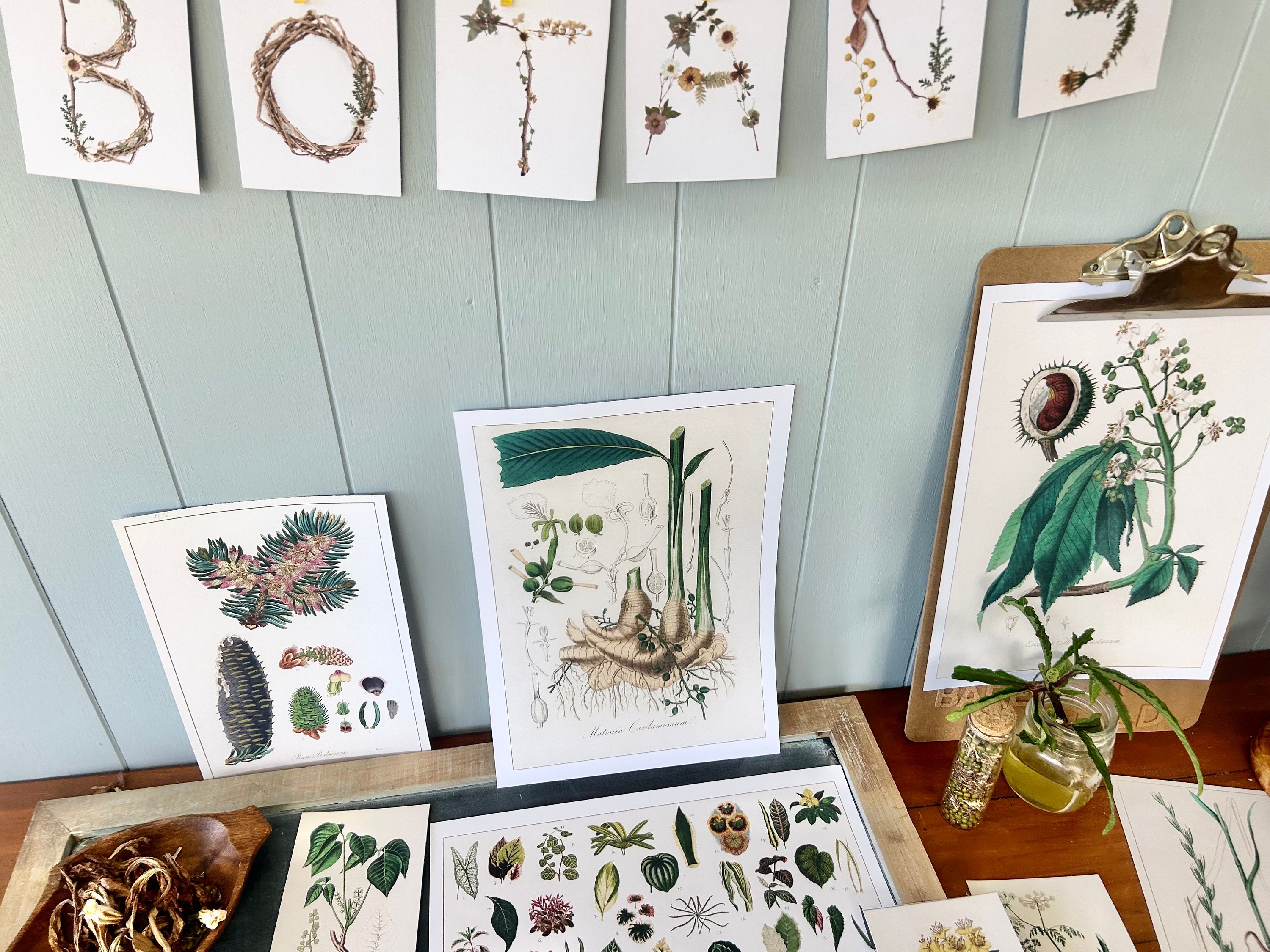 Vintage Botanic Classroom Decor - Charlotte Mason - Reggio Emillia ...