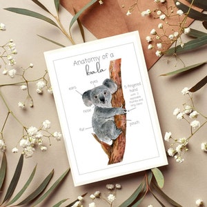 3x Australian Animal Anatomy Posters + Flashcard - Etsy