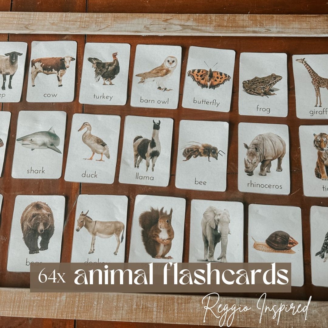 64x Different Animal Species Mini Flashcards - Montessori- Reggio ...
