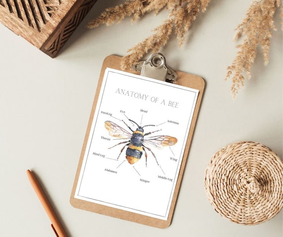 Anatomy of a Bee Natural Learning Printable - Etsy