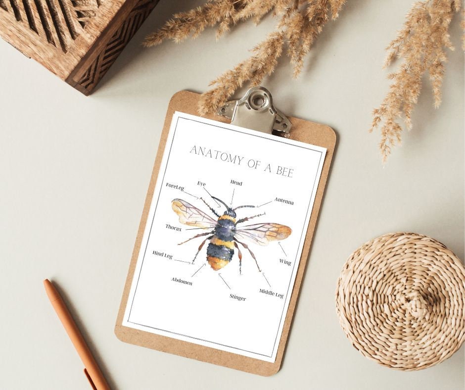 Póster De Anatomía De La Abeja Bee Anatomy Poster Etsy México