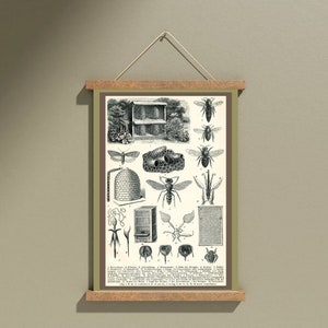 2x Vintage Insect Posters for Your Nature Shelf Display Classroom ...