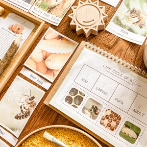 BEE STUDY - Morning Basket - Reggio Inspired - Montessori - Etsy