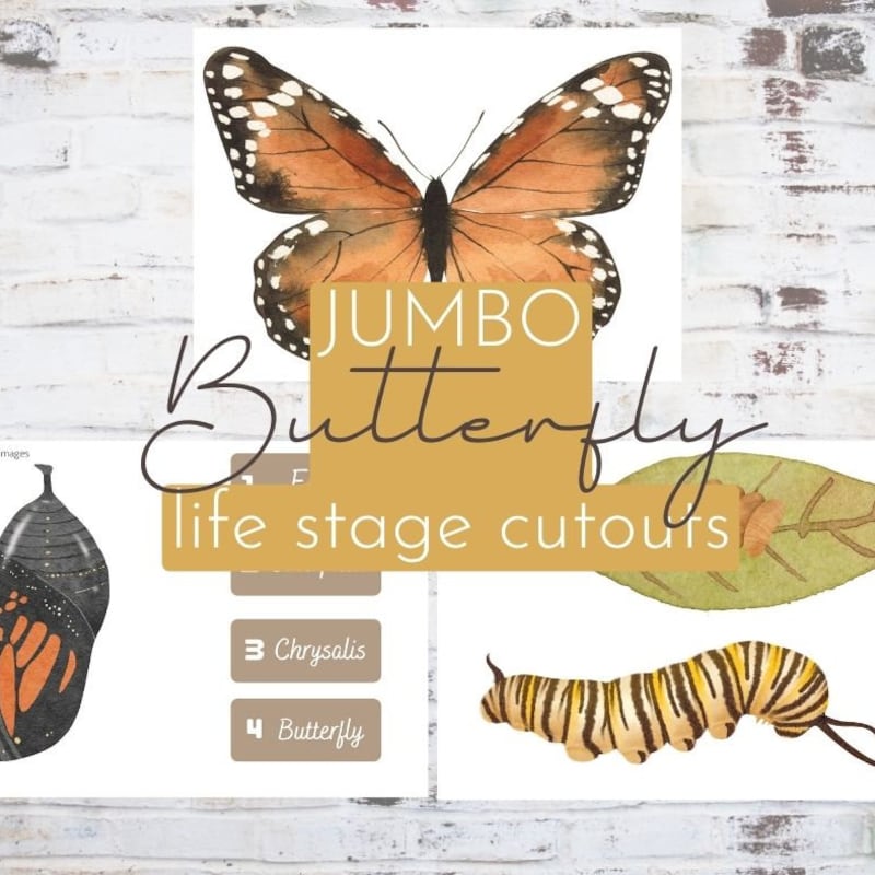 Butterfly Display - Etsy