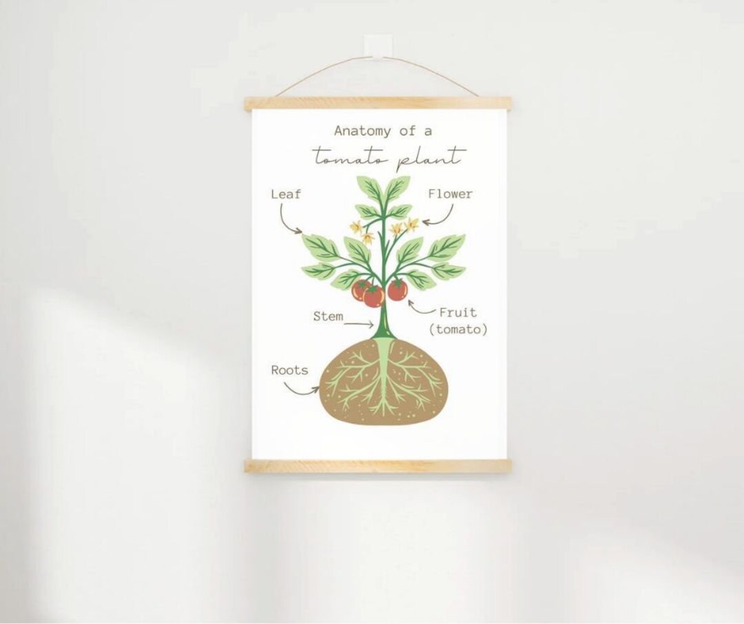 Nature Tomato Plant Anatomy A4 POSTER - Etsy
