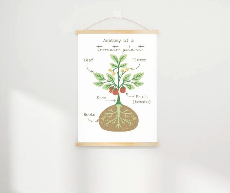 Nature Tomato Plant Anatomy A4 POSTER - Etsy