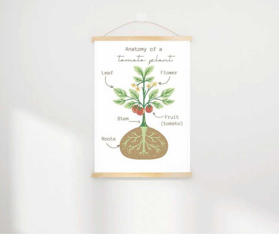 Nature Tomato Plant Anatomy A4 POSTER - Etsy