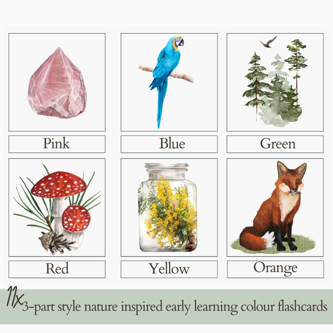 PLR - 11x Common NATURE Inspired Colour 3-part Flashcards - Commercial ...