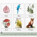 PLR - 11x Common NATURE Inspired Colour 3-part Flashcards - Commercial ...
