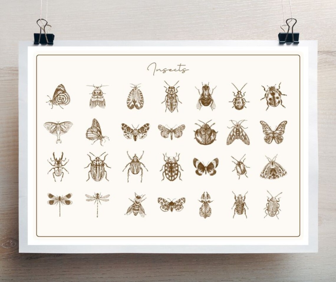 Vintage Insect Flash Cards Plus Poster - Etsy