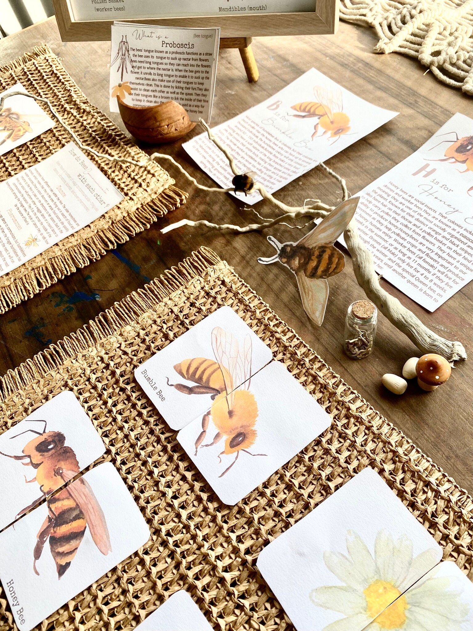Mini Bee Study Flashcards - Etsy Australia