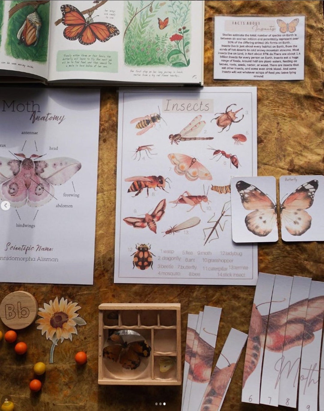 Mini Insect Unit - Nature Study - Etsy