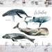 Whale Poster - DIGITAL DOWNLOAD - Custom Sizing - Etsy