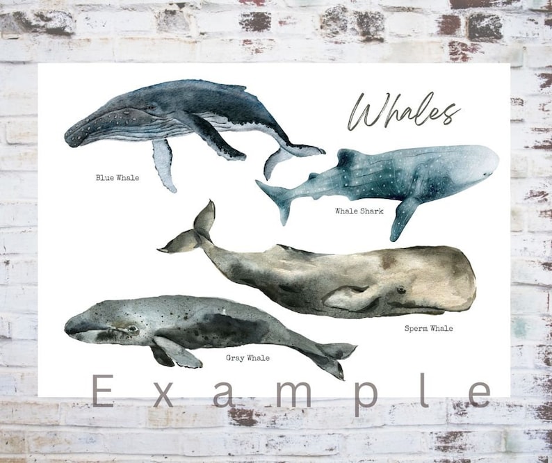 Whale Poster DIGITAL DOWNLOAD Custom Sizing - Etsy