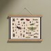 2x Vintage Insect Posters for Your Nature Shelf Display Classroom ...