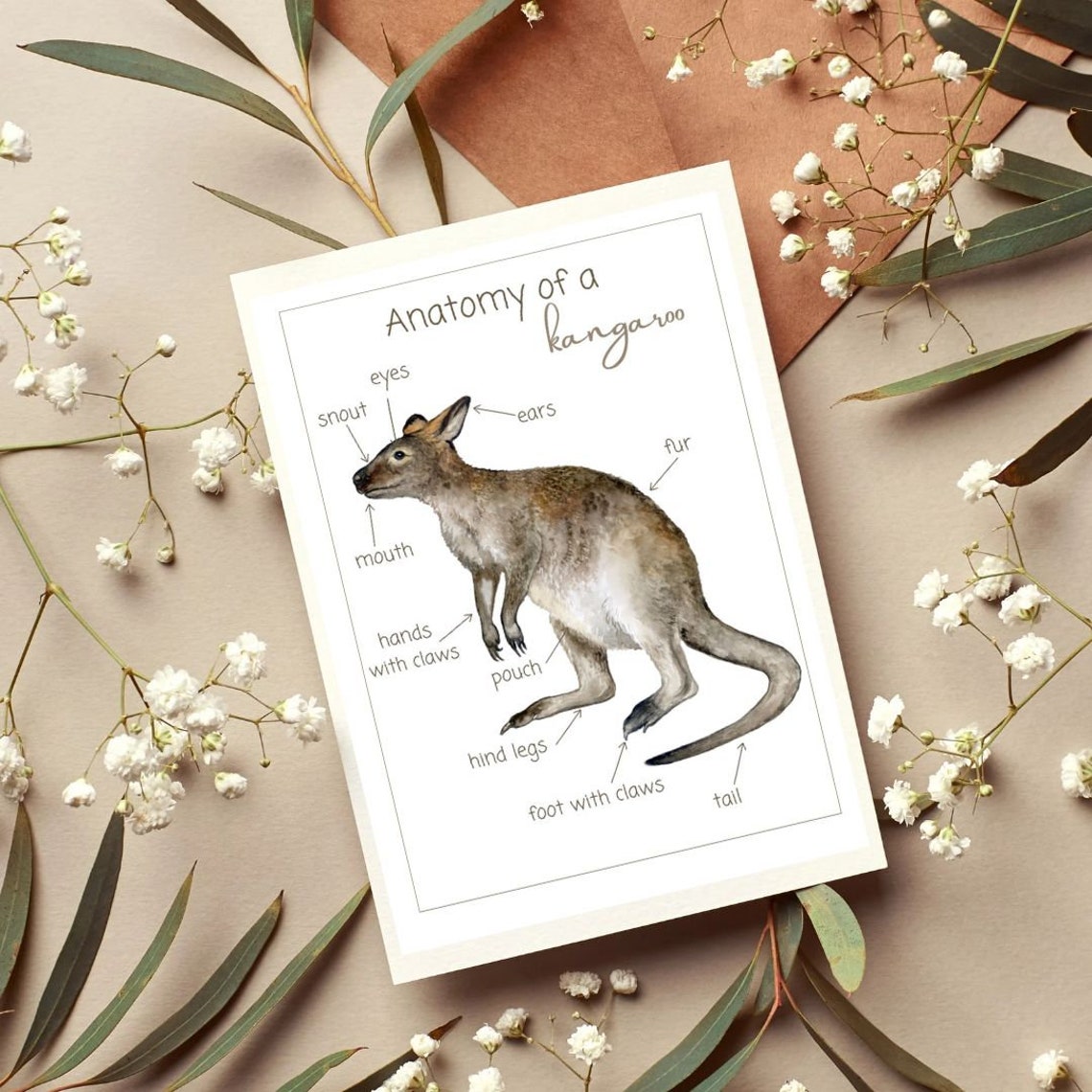 3x Australian Animal Anatomy Posters + Flashcard - Etsy