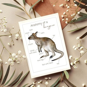 3x Australian Animal Anatomy Posters + Flashcard - Etsy