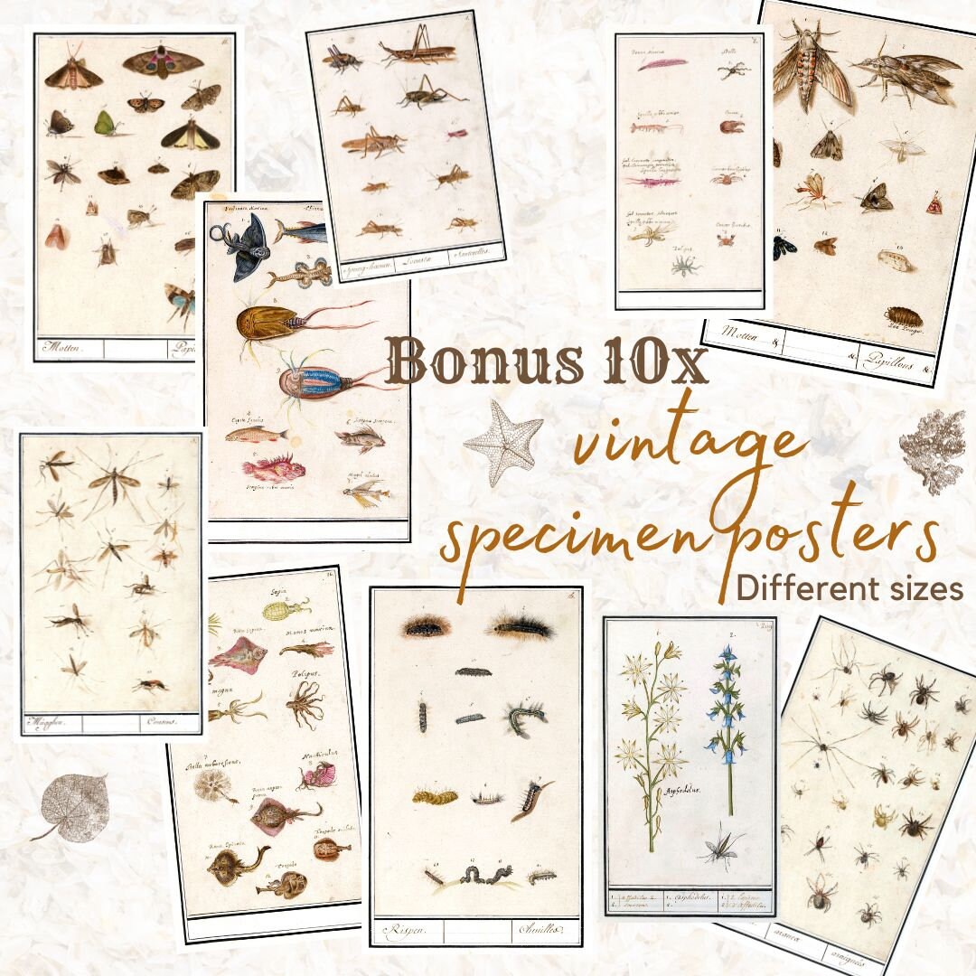 DIY Specimen Slides Wildschool Reggio Emillia - Etsy Australia