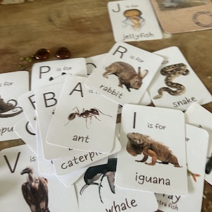 A-Z Animal Alphabet FLASHCARDS- Reggio Inspired- Wildschool - Etsy ...